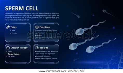 Structure Function Types Sperm Cell Vector Stock Vector Royalty Free 2050975730 Shutterstock