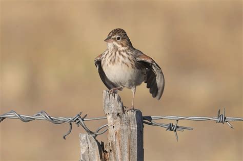 Vesper Sparrow East Cascades Bird Alliance