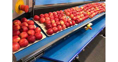 Твърдостта на ябълките е най големият проблем при дълги транзитни превози Български Фермер