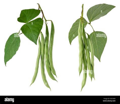 Green Beans Plant Foliage With Hanging Beans Also Known As French