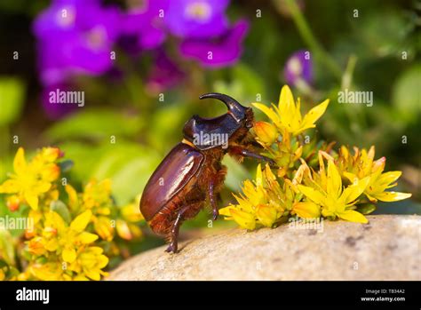Rhinoceros Beetle Arthropoda Rhinoceros Beetles Have Become Popular