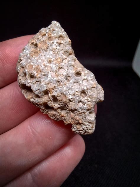 Tabulate Coral Fossil 19 Ordovician Period Etsy