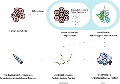 Drug Candidate Screening Nexel Drug Cardiotoxicity Test