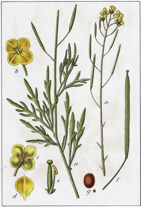 Diplotaxis Tenuifolia L Dc Plants Of The World Online Kew Science