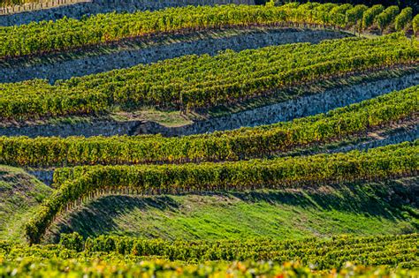 세인트 에밀 리온 보르도 포도 원 테라스 포도 지롱드 프랑스의 포도 원 노랑에 대한 스톡 사진 및 기타 이미지 노랑 녹색 농업 Istock