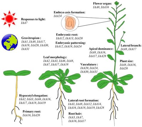 Ijms Special Issue Auxin