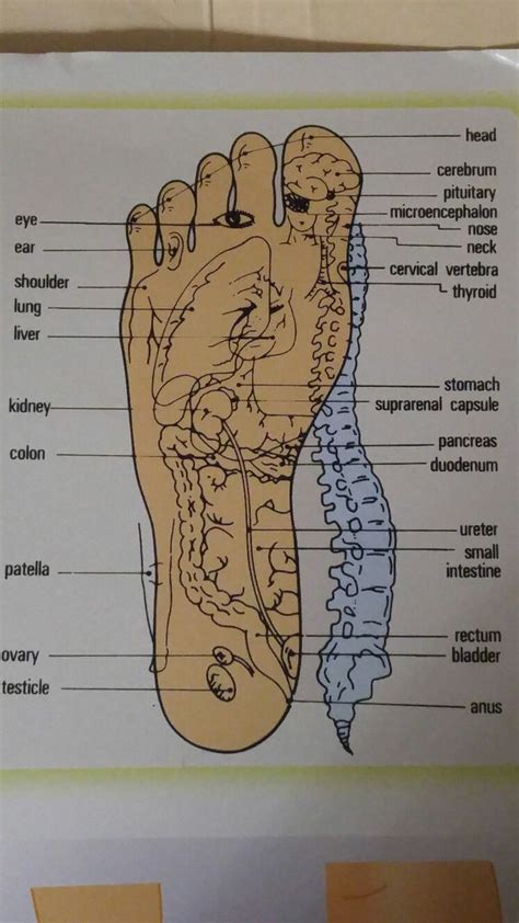 Acupressure Massage Acupressure Massage Reflexology Bladder