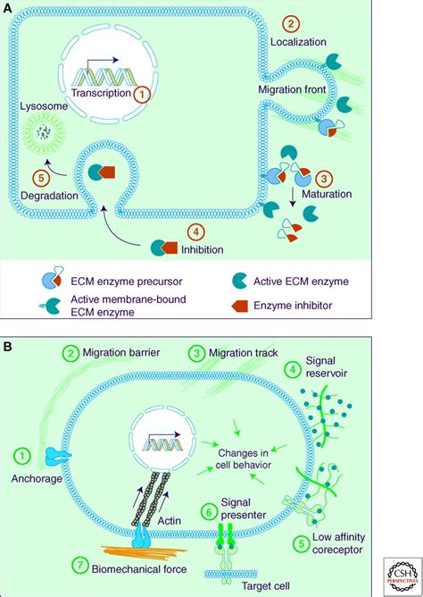 Extracellular Matrix Degradation And Remodeling In Development And Disease