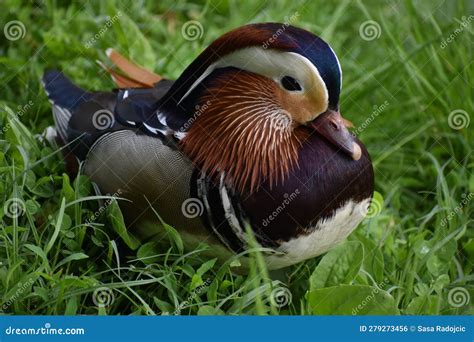 Male Mandarin Duck Stock Illustration Illustration Of Water 279273456