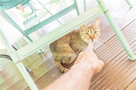 Trying To Play With A Cat Hidden Stock Image Image Of Curious