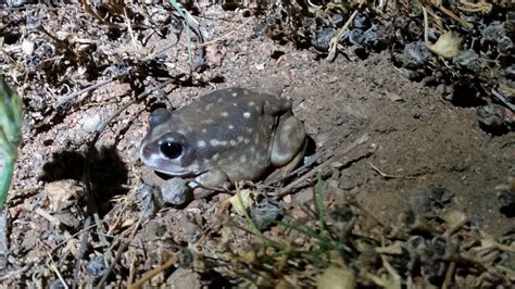 Western Spotted Frog • Rewild Perth