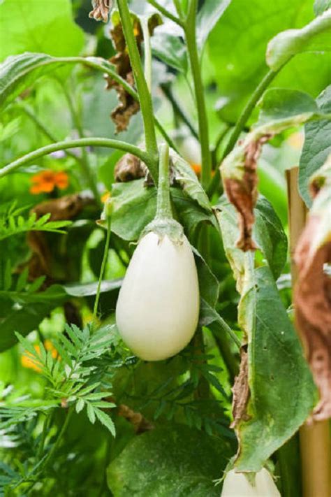 White Eggplant Growing Stages At Pedro Vice Blog