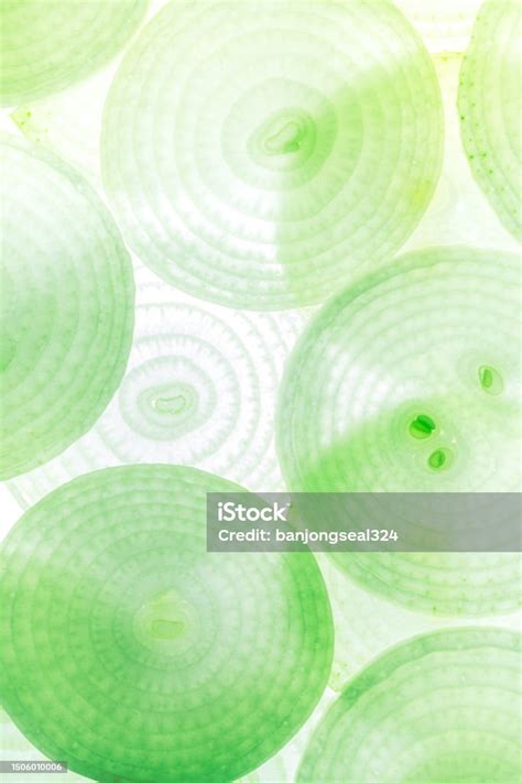 매크로 양파 질감 다채로운 녹색과 노란색 부추 조각 양파 매크로 얇게 썬 핑크 양파 조각 무늬 매크로 텍스처 음식 배경입니다 0명에 대한 스톡 사진 및 기타 이미지 Istock