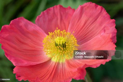 일본 지바 현 미나미 보소 시 오 츠 노 사토도로 역 옥수수 양 귀 비 0명에 대한 스톡 사진 및 기타 이미지 0명 1월 2월 Istock