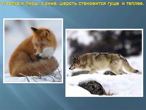 Ознакомление с окружающим миром 2 младшая группа презентация онлайн