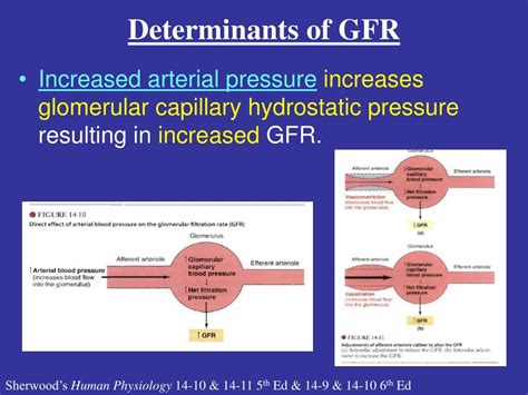 Decreased Gfr