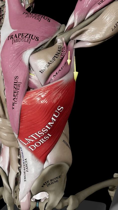 Muscle And Motion Dive Into Our Amazing Animation Of The Biceps Curls High Pulley Exercise