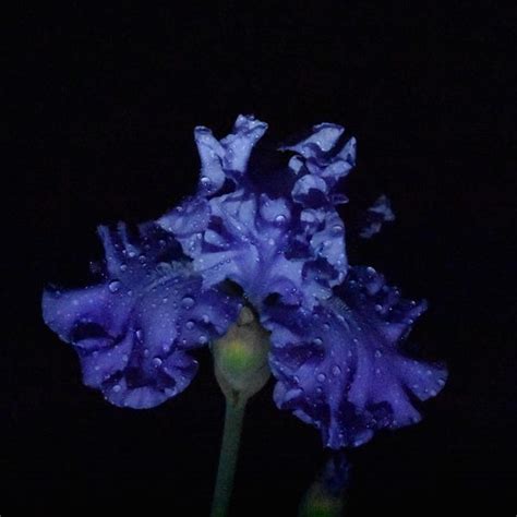 Ginger Swirl Tall Bearded Iris Freshly Dug Ships Mar Apr Etsy