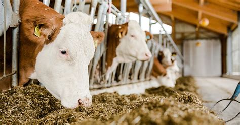 Actifor™ Power Phytogenics For Beef Production Delacon