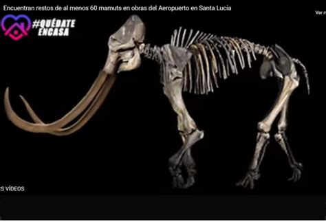 Se Encuentran Más De 60 Fósiles De Mamuts Encontrados En México