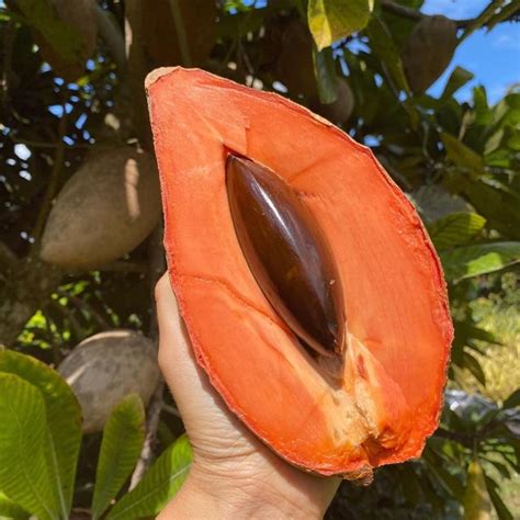 Mamey Sapote Seed