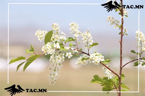 Нийслэлд агро парк бүхий Олон улсын соёлын цэцэрлэгт хүрээлэн нээгдлээ ТАС МН