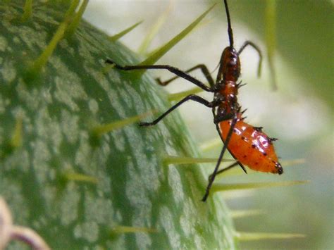 Psa Assassin Bug Vs Leaf Footed Bug Nymphs See Comments For More R Whatisthisbug