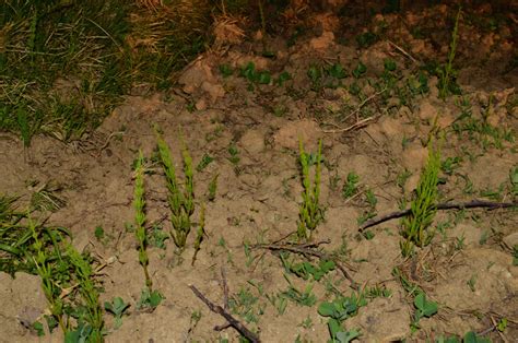 Equisetum Arvense Eflora Of India