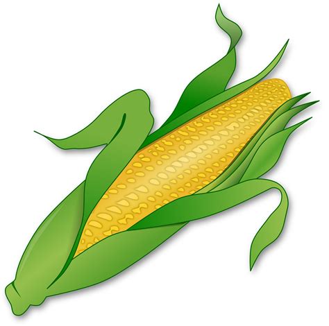 Detail Jagung Vector Png Koleksi Nomer 40