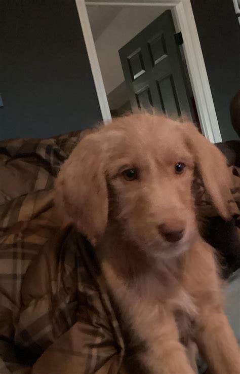 Our Ruby Doo R Labradoodles