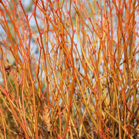 Trees For Ornamental Bark And Stems Frank P Matthews