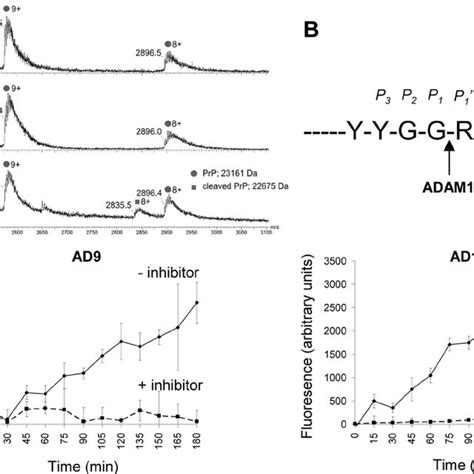 Adam10 But Not Adam9 Cleaves Recombinant Prp A Recombinant Prp Download Scientific Diagram