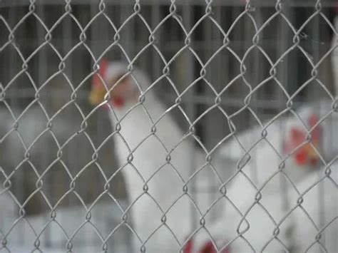 Iron Poultry Chain Link 1000 M At 15 Sq Ft In Patna ID 2853213041388