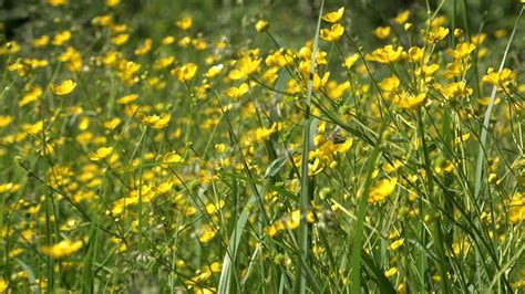 Яркое начало лета Youtube