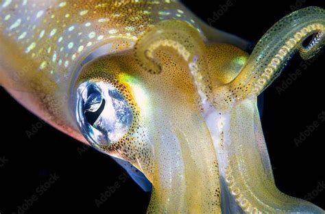 Squid Inspired Smart Windows Could Slash Building Energy Use