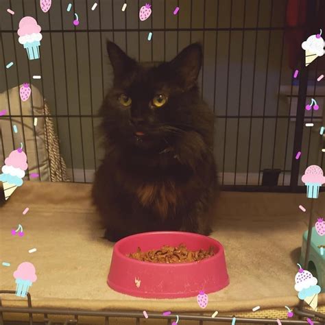 Coco Bean R Oneblackbraincell