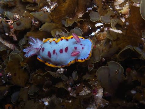 15 Sea Slugs You Wont Believe Are Real A Z Animals