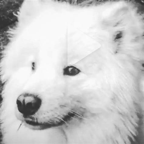 Babe Spy Ninga YouTube