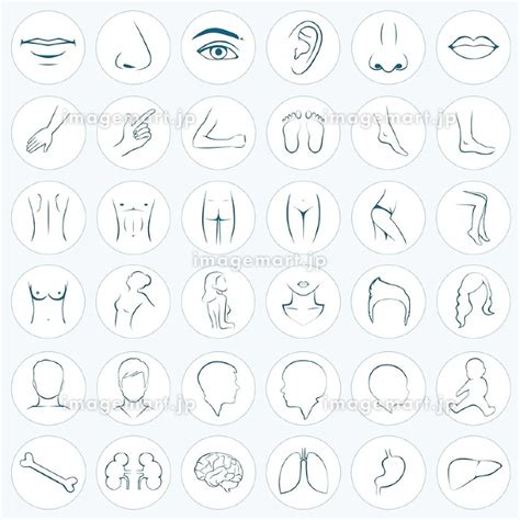 Human Body Partsのイラスト素材 190770809 イメージマート