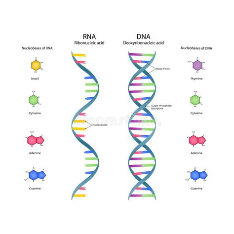 Dna And Rna Structure A Comparative Overview Of Genetic Material Stock Illustration