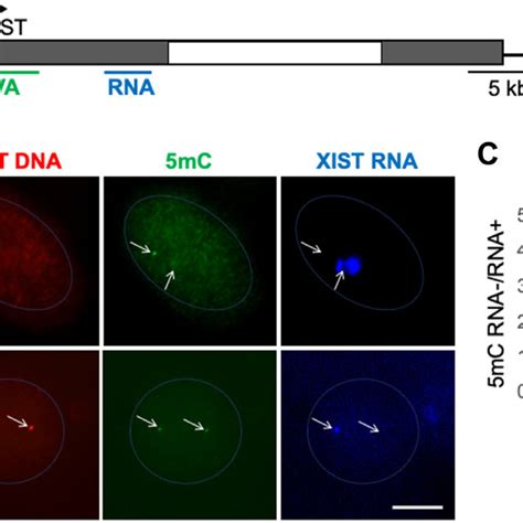 Imprinted XIST Gene A Human XIST Gene Locus And Probe Design Gray Download Scientific