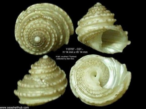 Euchelus Alchetron The Free Social Encyclopedia