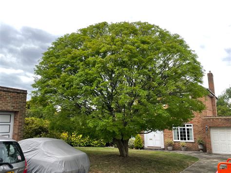 Ayres Tree Fellers About Us