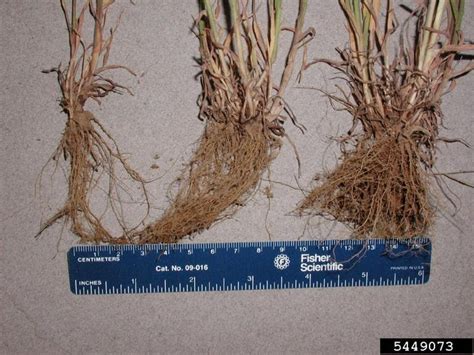 Cheatgrass Nebraska Invasive Species Council Nebraska