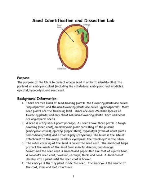 Seed Dissection Lab Identify Bean Seed Parts