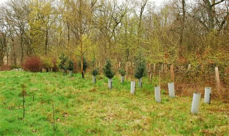 Tree Protection Thinking About Risks And Opportunities Forestry Commission