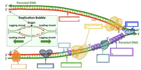 Lecture 8 Dna Replication Diagram Quizlet
