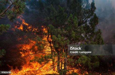 Kebakaran Kebakaran Hutan Saat Matahari Terbenam Membakar Hutan Pinus
