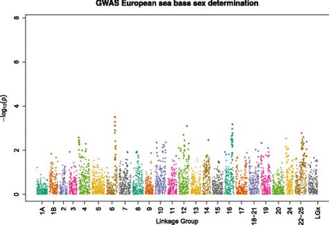 Manhattan Plot Testing For Sex Determining Regions In European Sea Bass Download Scientific