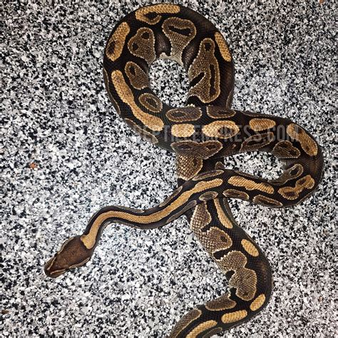 Normal Ball Python By Reptile Empress Morphmarket